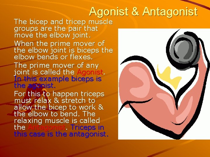 The Muscular system What is a muscle There