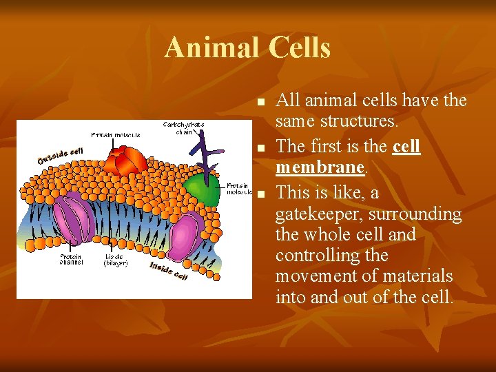 Cells The Basic Unit of Life Where does
