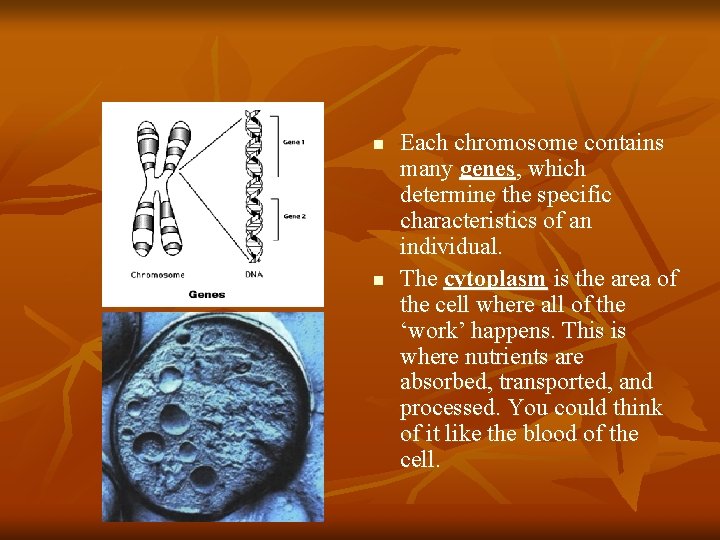 Cells The Basic Unit of Life Where does