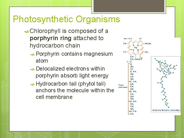 Unit 2 Metabolic Processes Photosynthetic Organisms SBI 4