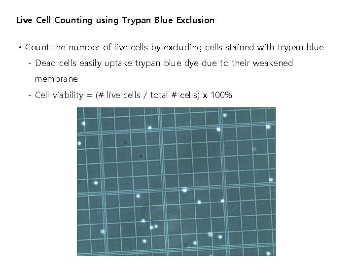 Blood Qualifies as a type of connective tissue