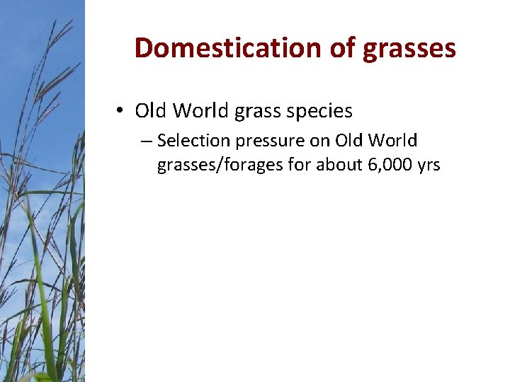 Native WarmSeason Grasses That Germinate on Command Brian