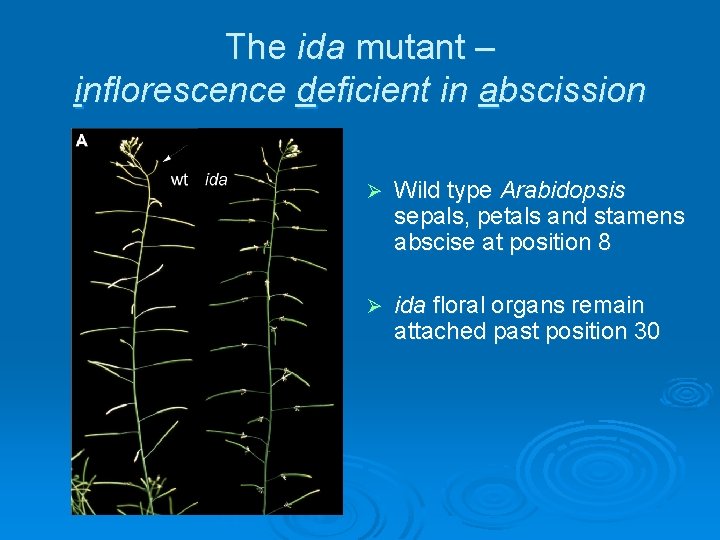 THE IDA GENE CONTROLLING FLORAL ORGAN ABSCISSION IN