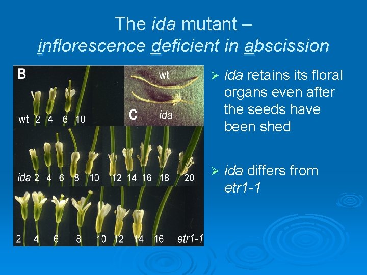THE IDA GENE CONTROLLING FLORAL ORGAN ABSCISSION IN