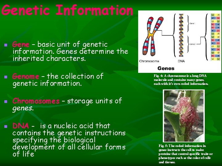 The Basic Laws of Genetics Genetic Information n