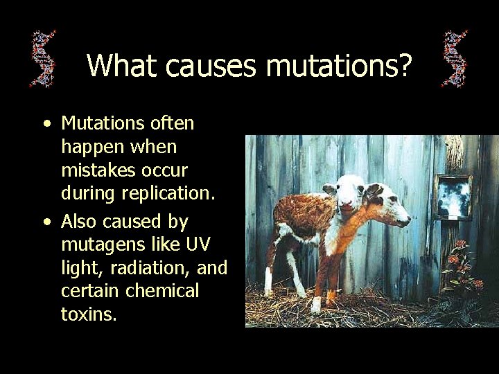 Mutations Review Questions What is the difference between