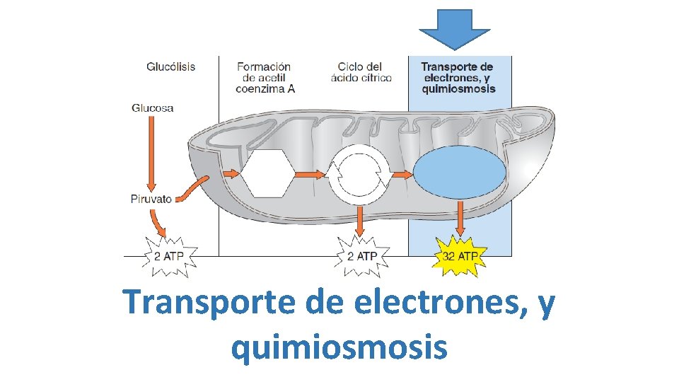 RENDIMIENTO ENERGTICO ETAPA DE LA RESPIRACIN UBICACIN Gluclisis
