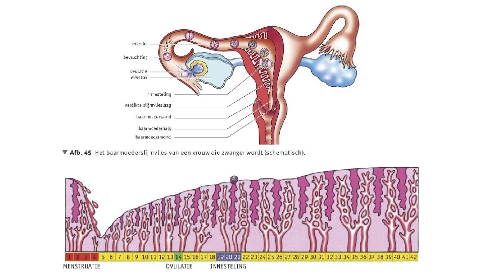 Les 2 Bevruchting en Zwangerschap Basisstof 7 B