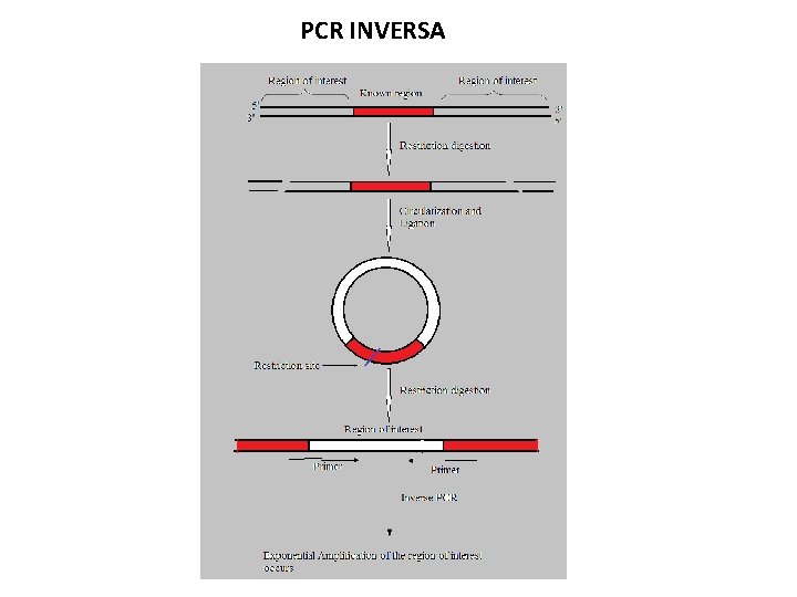 Danio rerio Zebrafish Adulto lunghezza 3 cm Acque