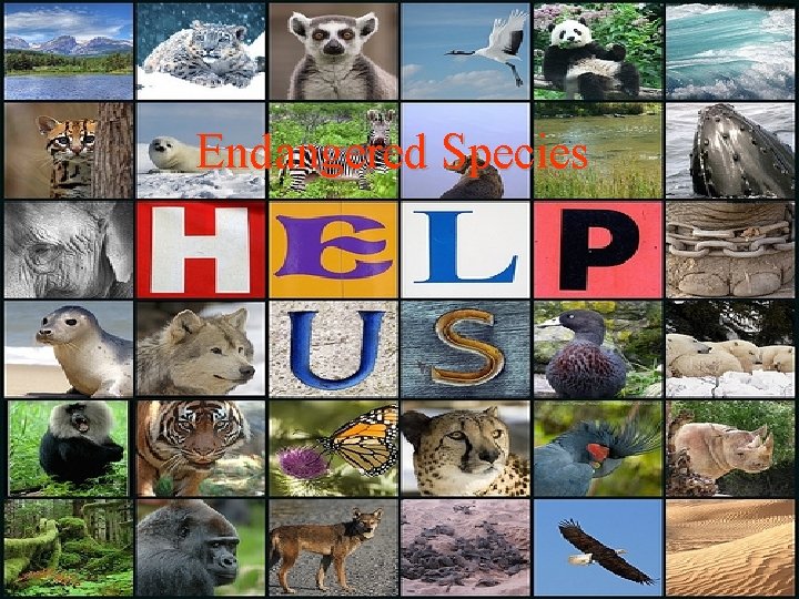 Endangered Species Causes of endangered species All the