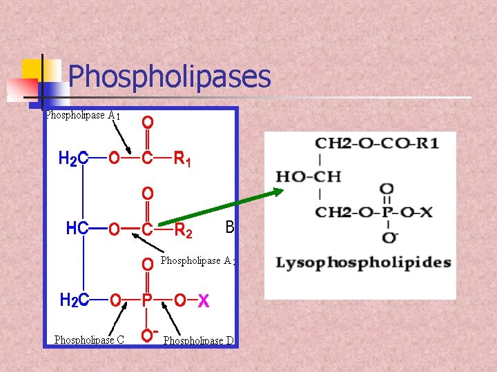 In the name of Gad Classification of Lipids