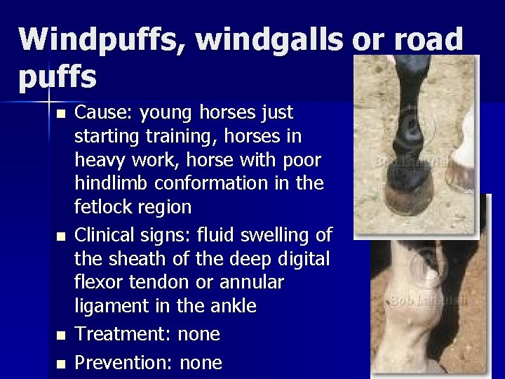 Bag Of Bones or Good Structure Skeletal Disorders