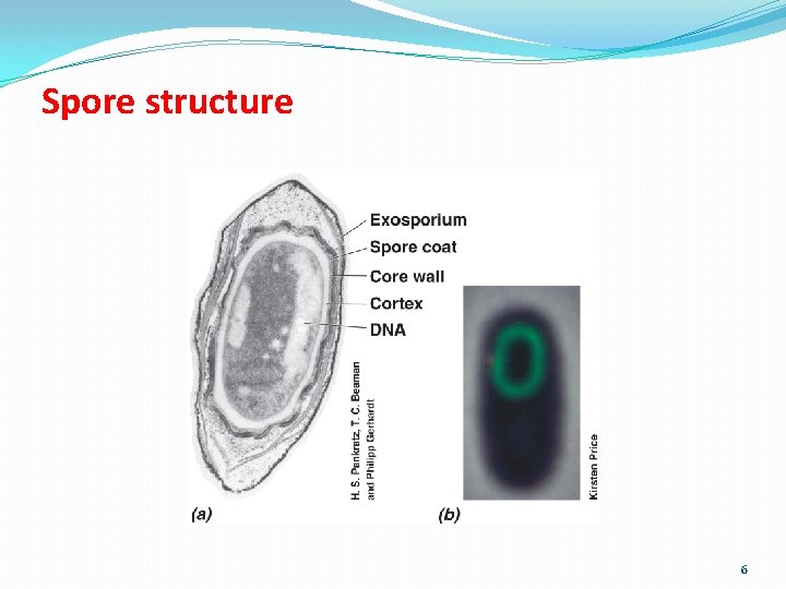 Bacterial Spores endospore 1 This machine named a