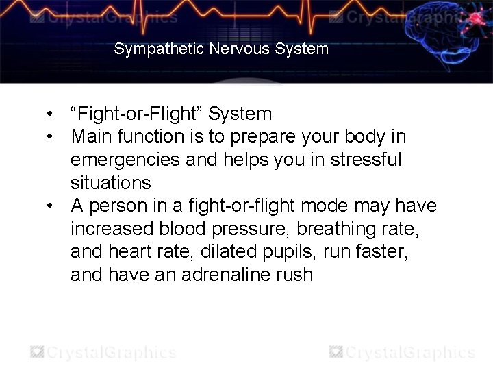 The Nervous System By Muhammad Butt Colin Ciszewski