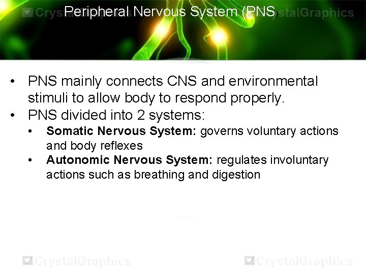 The Nervous System By Muhammad Butt Colin Ciszewski
