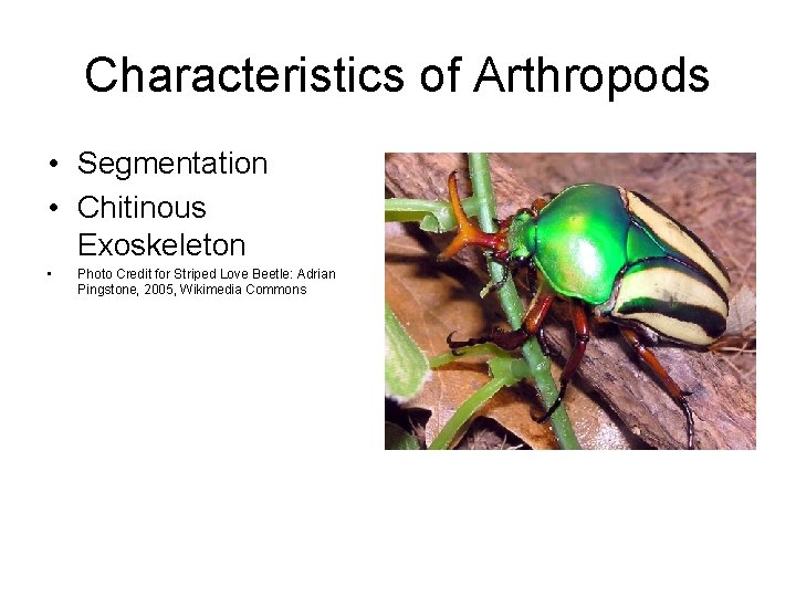 Arthropods BIOL 1407 Phylum Arthropoda Cheliceriformes Horseshoe Crabs