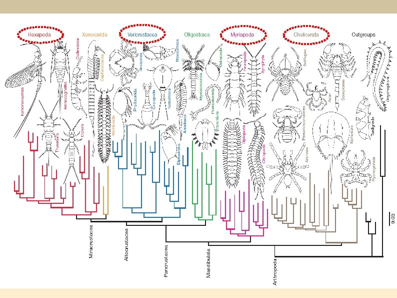 Heath Blackmon Evolution and Diversity of Coleoptera Chromosome