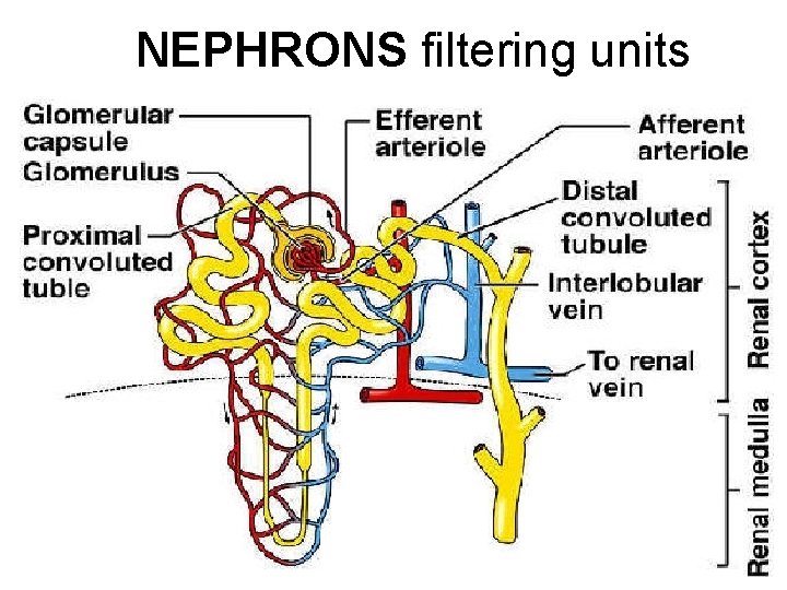 BIOLOGY 12 Excretory System Excretion is defined as