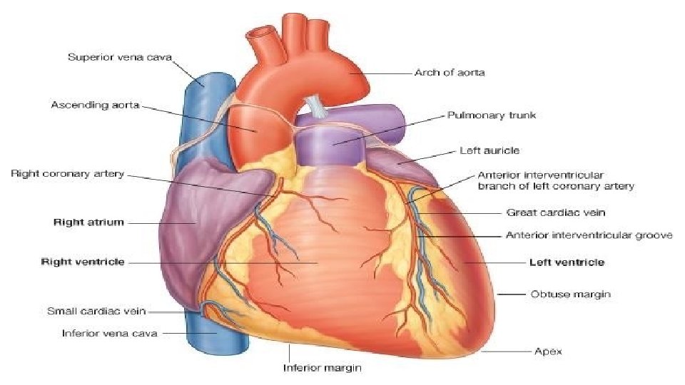 OSPE CARDIOVASCULAR BLOCK Color Code Nerves Arteries Veins