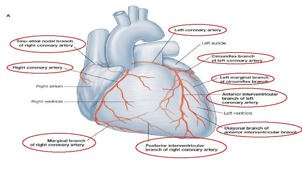 OSPE CARDIOVASCULAR BLOCK Color Code Nerves Arteries Veins