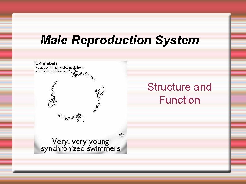 Male Reproduction System Structure and Function Primary Sex