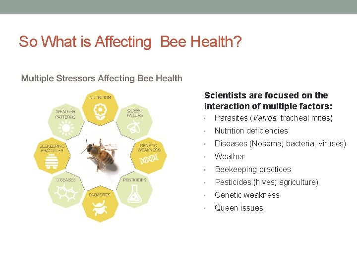 BEE HEALTH UPDATE POLLINATOR HAZARD LANGUAGE CHANGES PCOC