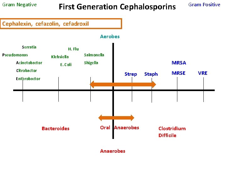 Gram Negative Gram Positive Two Drug Bugs Aerobes