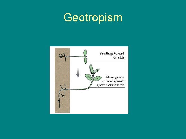 The Plant Kingdom Organisms are multicellular and autotrophic