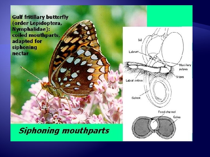 BIOLOGIE DER INSEKTEN Morphologie Bjrn Brembs http brembs