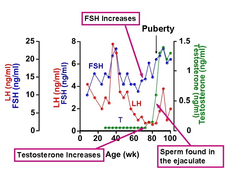 PUBERTY IN FEMALE AND MALE Puberty The ability