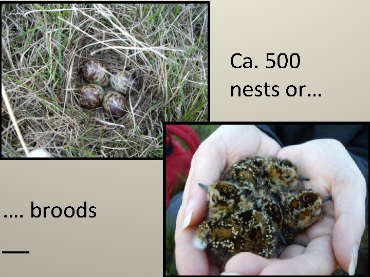Baltic dunlins did not decline recently in Finland