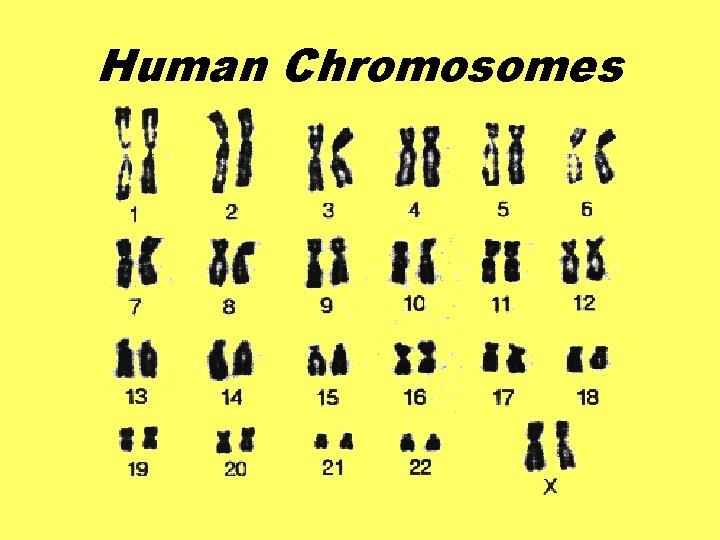 The Process of Cell Division Created by Mrs