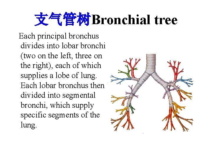 Bronchi Right principal bronchus Shorter wider and more