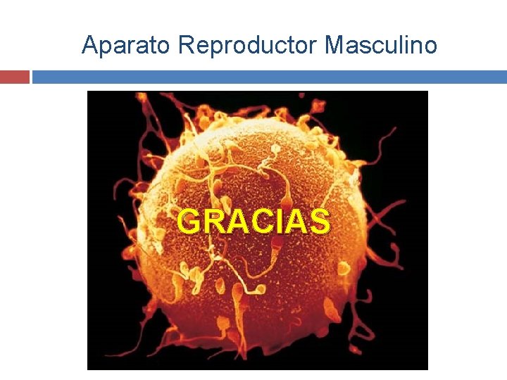 APARATO REPRODUCTOR MASCULINO Aparato Reproductor Masculino Formado por