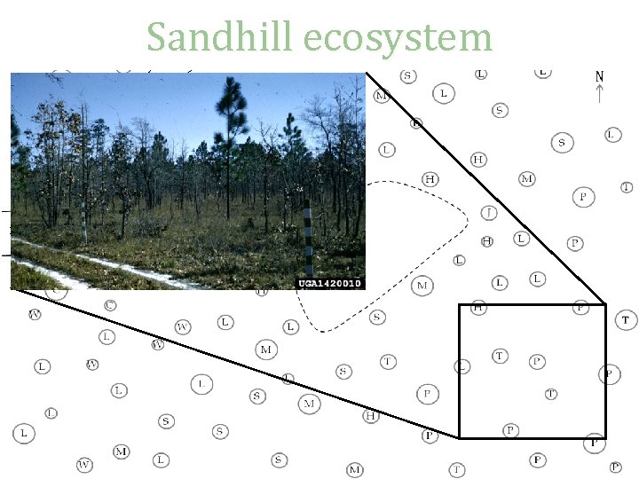 First think about what is a forest These