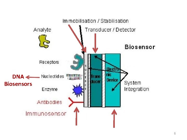 Biosensors What is a biosensor A biosensor is