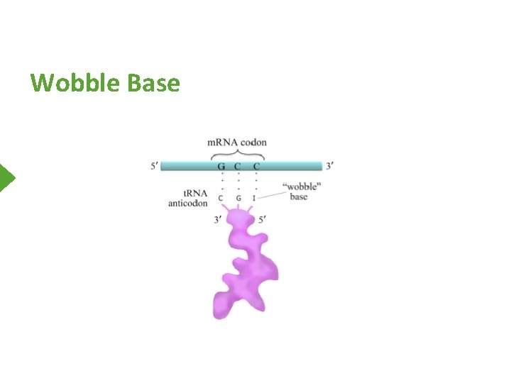 TRANSLATION Dr Nabil Bashir Fundamentals Of Molecular Biology