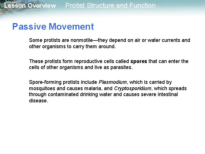 Lesson Overview Protist Structure and Function Lesson Overview