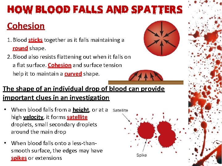 Cohesion 1 Blood sticks together as it falls