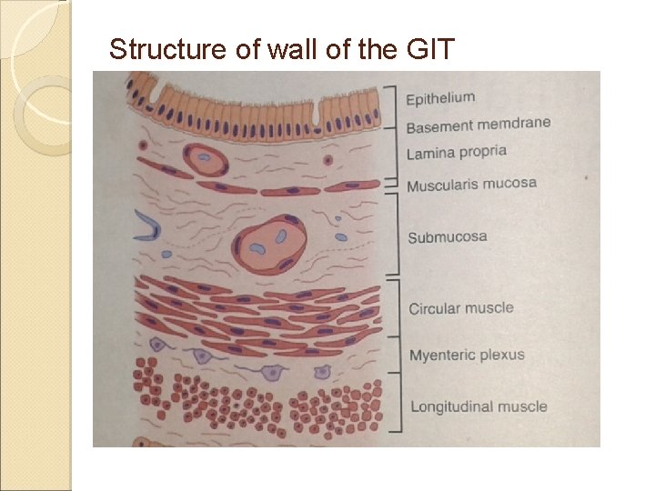 Introduction and Physiological anatomy of Gastro Intestinal tract