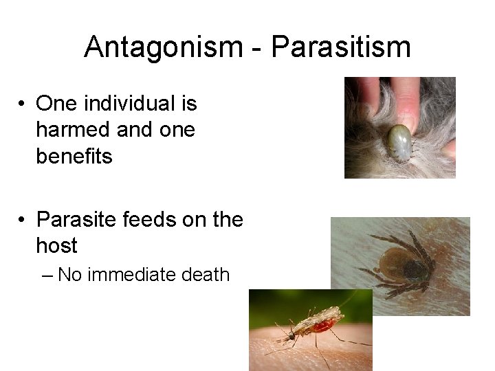 Symbiosis two species live together Some type of