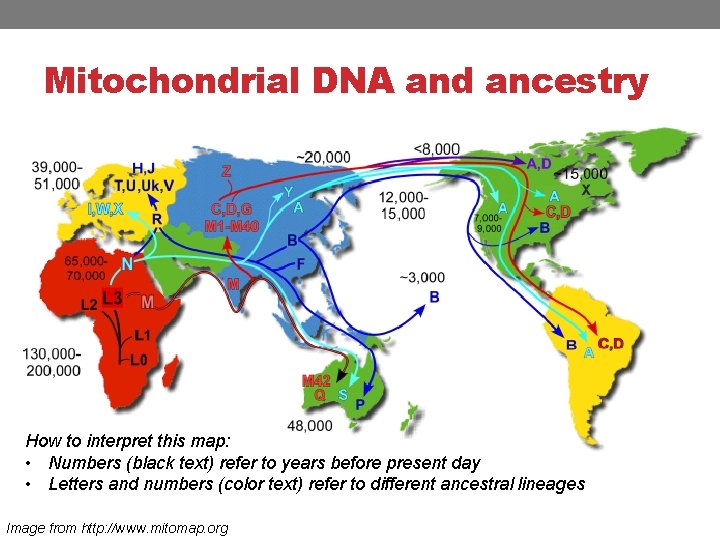 Mitochondrial DNA and ancestry How to interpret this