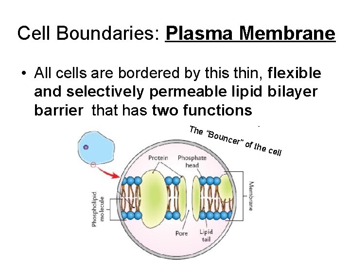 Cell Boundaries and Transport Unit 4 Cell Boundaries