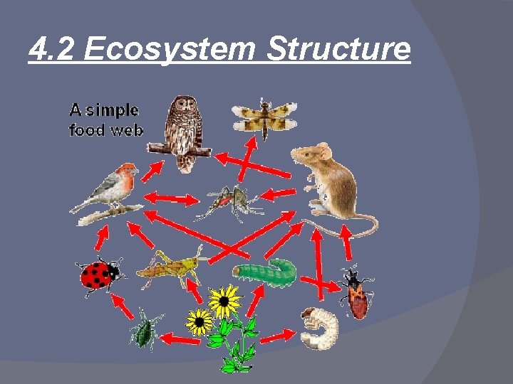 MATTER AND ENERGY IN THE ECOSYSTEM Biotic Factors