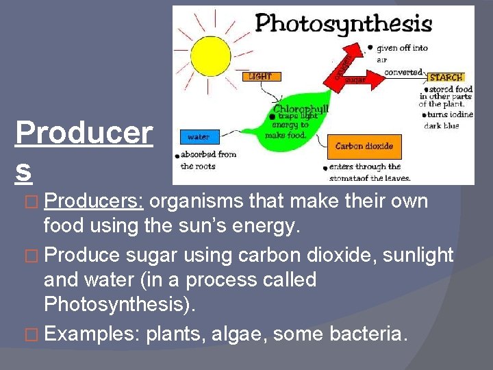 MATTER AND ENERGY IN THE ECOSYSTEM Biotic Factors