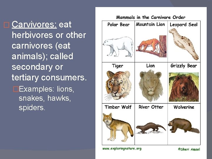 MATTER AND ENERGY IN THE ECOSYSTEM Biotic Factors