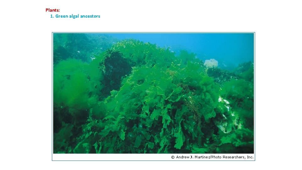 Plants 1 Green algal ancestors Plants 1 Green
