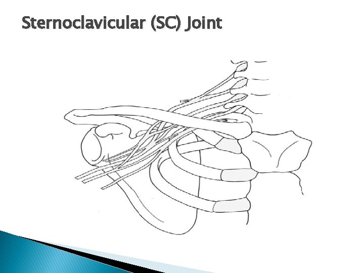 SHOULDER COMPLEX DR PURVI PATEL Objectives Student at