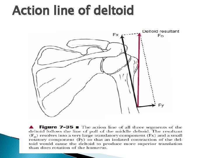 SHOULDER COMPLEX DR PURVI PATEL Objectives Student at