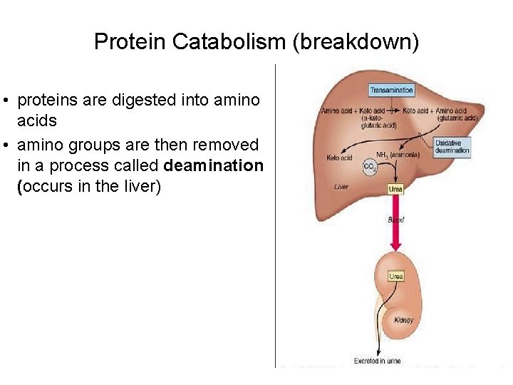 Alternatives to Glucose 4 3 Related Pathways larger